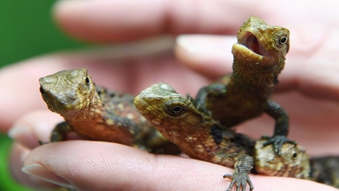 Iran Military Official Claims West Used Lizards for Nuclear Spying ...